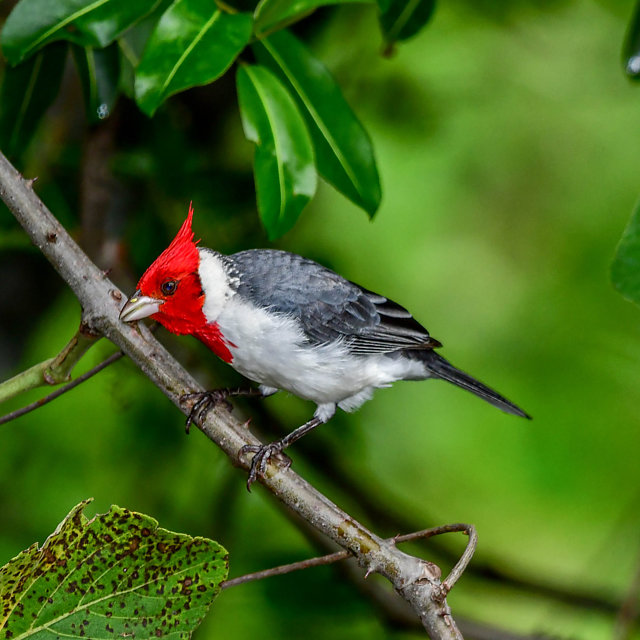 Foto cardeal (Paroaria coronata) Por Renato Santos | Wiki Aves - A ...