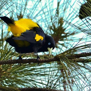 xexéu (Cacicus cela) | WikiAves - A Enciclopédia das Aves do Brasil