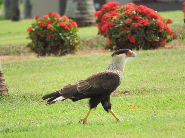 Foto carcará (Caracara plancus) Por Elka Blanco | Wiki Aves - A ...