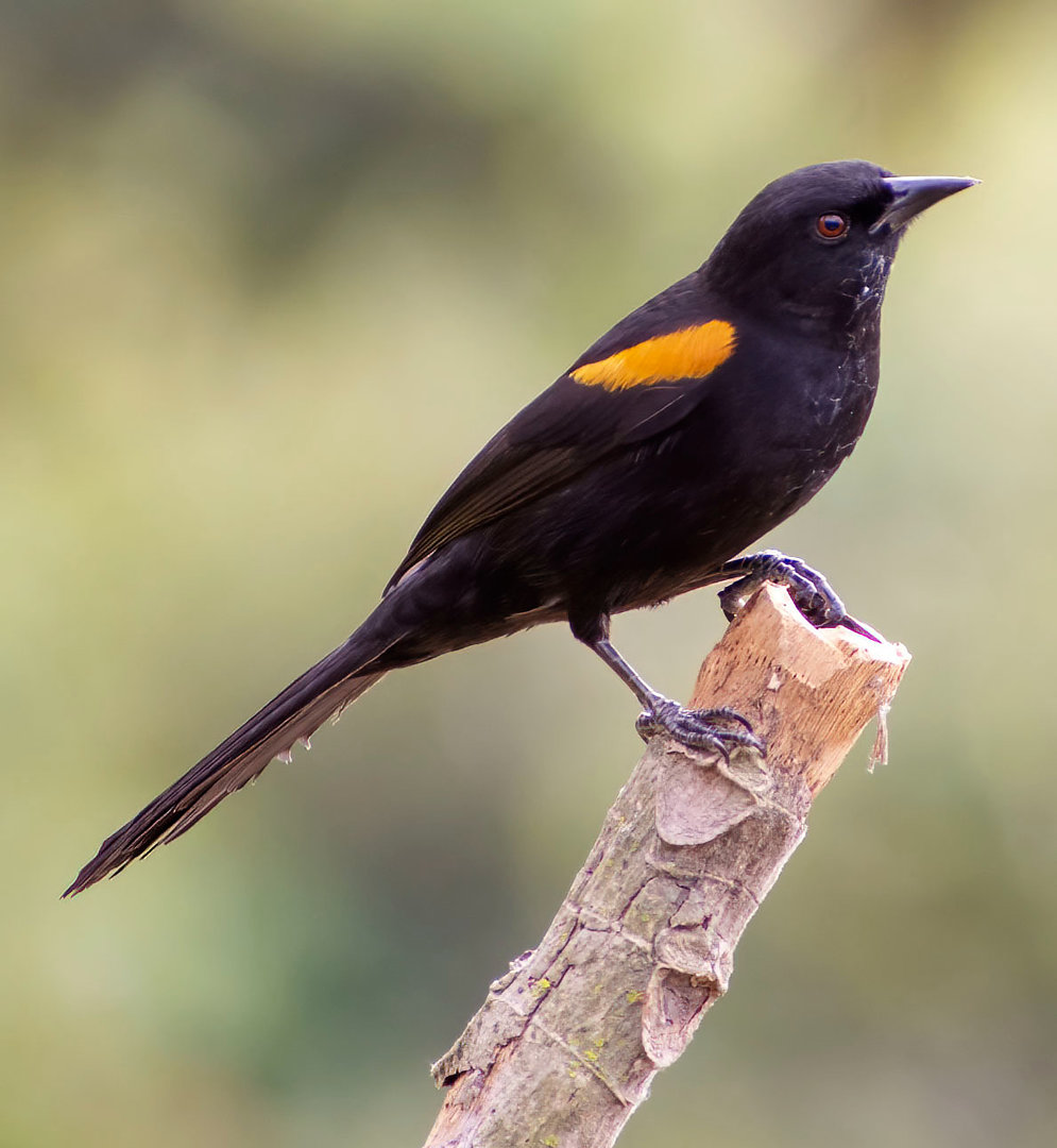 Foto encontro (Icterus pyrrhopterus) Por Paulo Queiroz | Wiki Aves - A ...