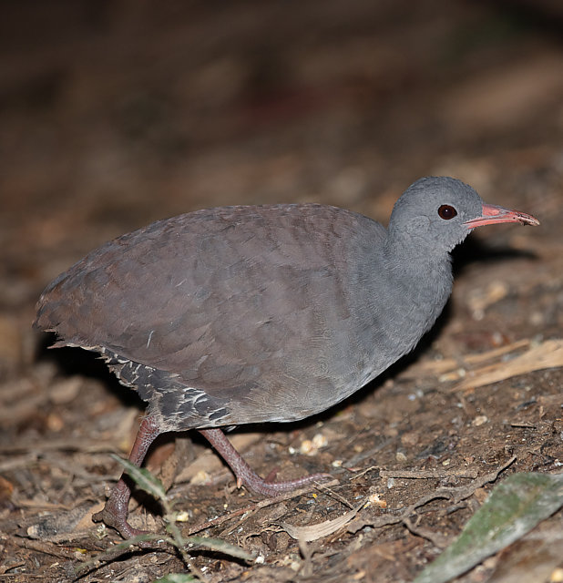 Foto inhambu-chintã (Crypturellus tataupa) Por Rogerio Knebel | Wiki ...
