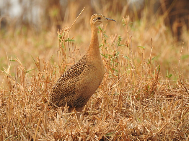 Foto perdiz (Rhynchotus rufescens) Por André Vinagre | Wiki Aves - A ...