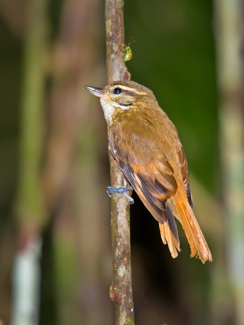 Foto bico-virado-miúdo (Xenops minutus) Por Sergio Gregorio | Wiki Aves - A Enciclopédia das ...