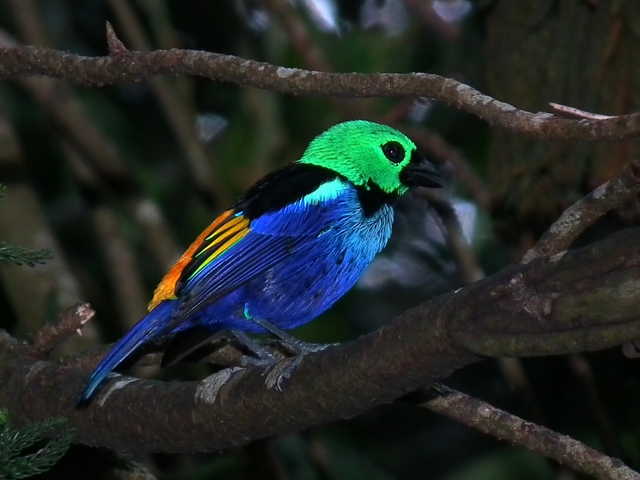 Foto saíra-pintor (Tangara fastuosa) Por Antonio Nobre | Wiki Aves - A ...
