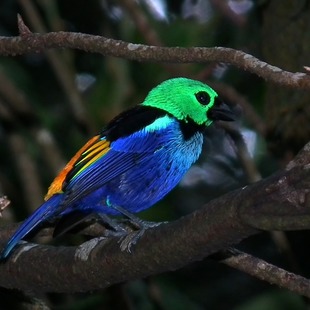 saíra-pintor (Tangara fastuosa) | WikiAves - A Enciclopédia das Aves do ...
