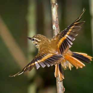 Xenopidae | WikiAves - A Enciclopédia das Aves do Brasil