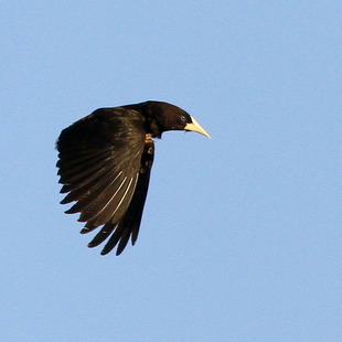 japu (Psarocolius decumanus) | WikiAves - A Enciclopédia das Aves do Brasil