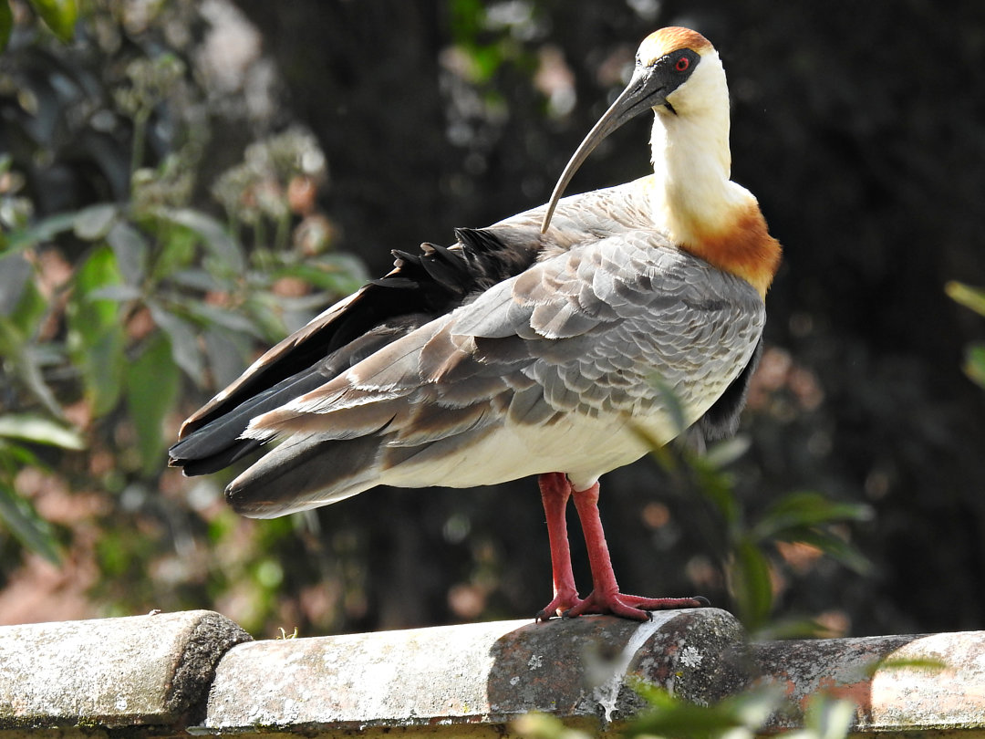 Foto curicaca (Theristicus caudatus) Por Luiz Menarin | Wiki Aves - A ...