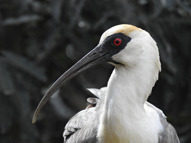 Foto curicaca (Theristicus caudatus) Por Luiz Menarin | Wiki Aves - A ...