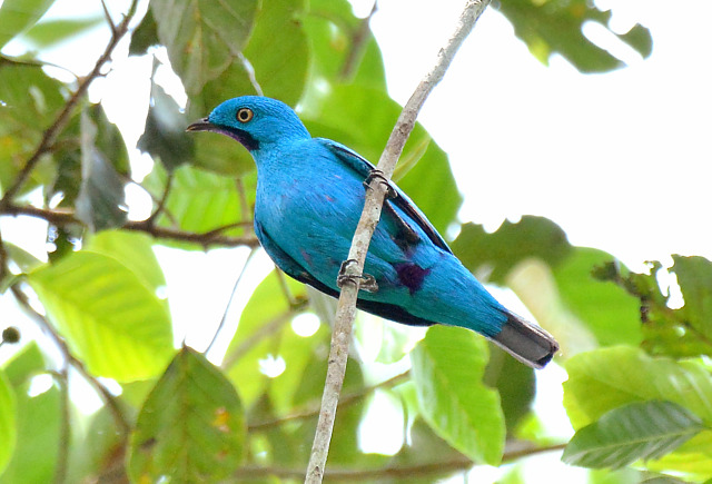 Foto anambé-turquesa (Cotinga maynana) Por Robson Czaban | Wiki Aves ...