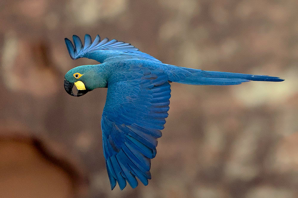 Foto arara-azul-de-lear (Anodorhynchus leari) Por Marco Guedes | Wiki ...