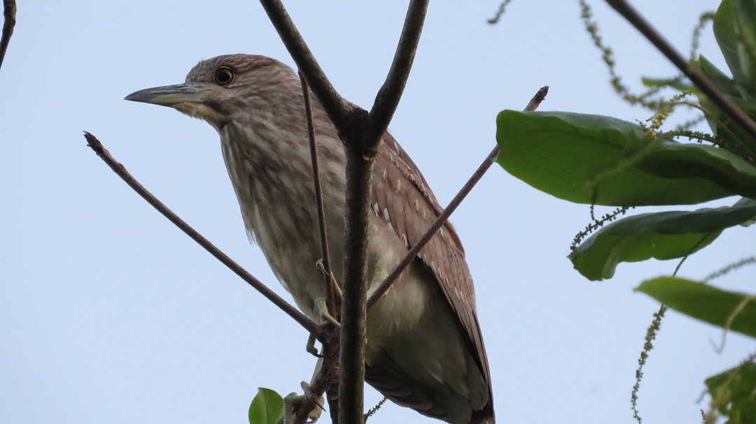 Foto socó-dorminhoco (Nycticorax nycticorax) Por Rodrigo C. Barbosa ...