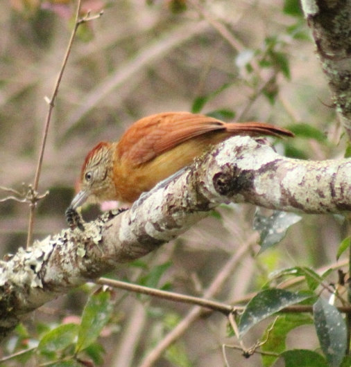 Foto choca-barrada (Thamnophilus doliatus) Por Rubelio Souza | Wiki ...