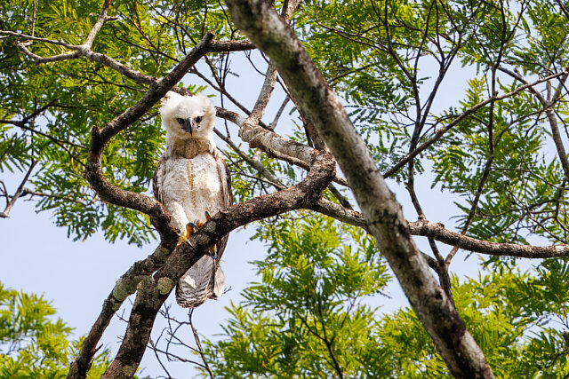 Foto gavião-real (Harpia harpyja) Por Mario Polidoro | Wiki Aves - A ...