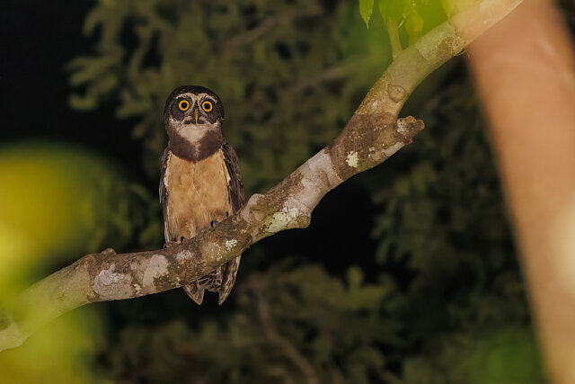 Foto murucututu (Pulsatrix perspicillata) Por Mario Polidoro | Wiki ...