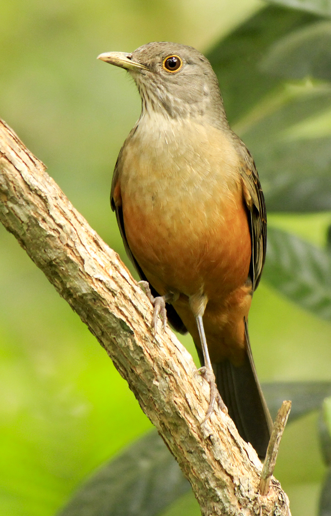 Foto sabiá-laranjeira (Turdus rufiventris) Por Bruno Neri - Guia | Wiki ...