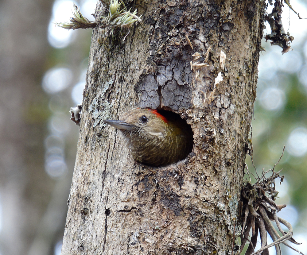 Foto pica-pau-pequeno (Veniliornis passerinus) Por Varly Braghieri ...
