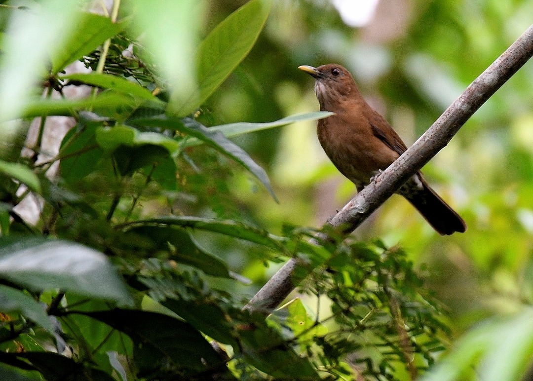 Foto sabiá-da-várzea (Turdus sanchezorum) Por Stephen Jones | Wiki Aves ...