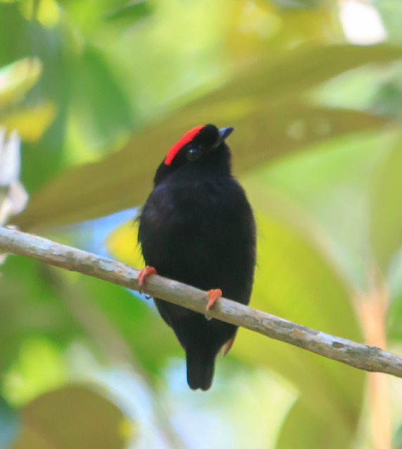 Foto tangará-príncipe (Chiroxiphia pareola) Por Aurélio Reis | Wiki ...