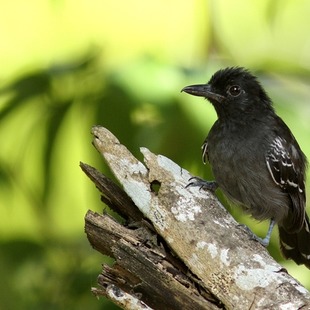 choca-preta-e-cinza (Thamnophilus nigrocinereus) | WikiAves - A ...