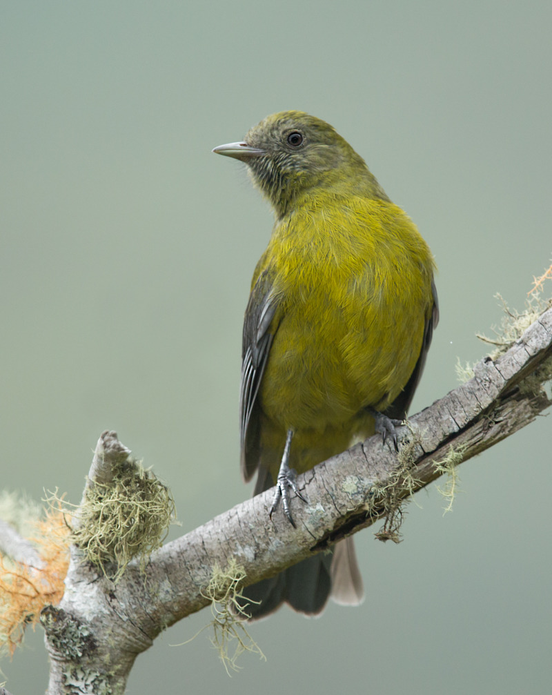 Foto saudade-de-asa-cinza (Lipaugus conditus) Por Ester Ramirez | Wiki ...