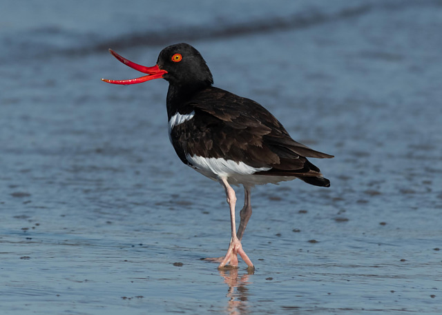 Foto piru-piru (Haematopus palliatus) Por Marcelo Fernandes (Sapucaia ...