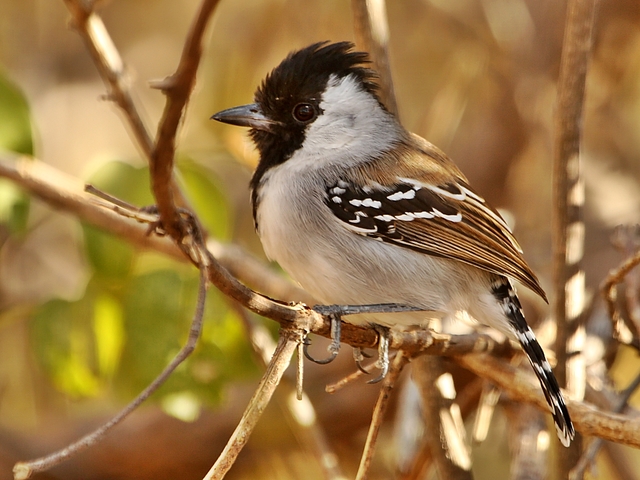 Foto choca-do-nordeste (Sakesphoroides cristatus) Por Henrique Moreira ...