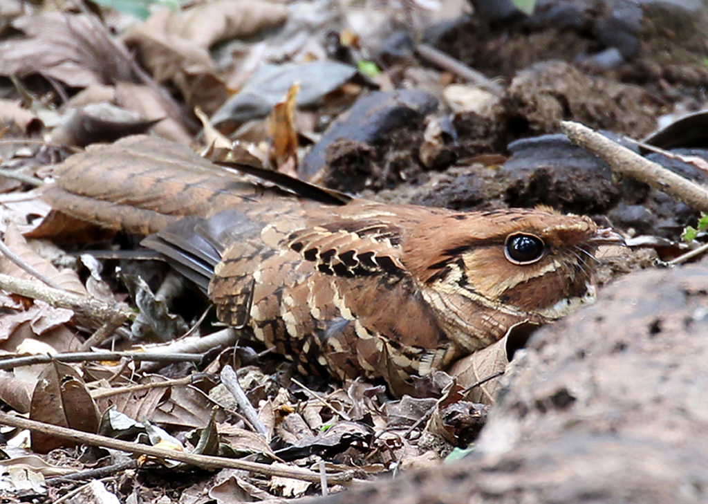 Foto bacurau (Nyctidromus albicollis) Por Luiz F. Pereira | Wiki Aves ...