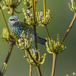 saíra-negaça (Tangara punctata) | WikiAves - A Enciclopédia das Aves do ...