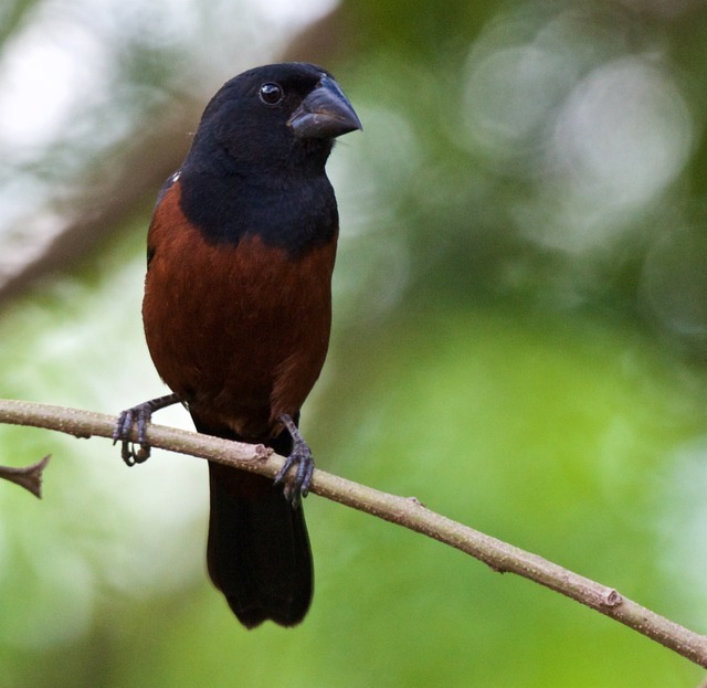 Foto curió (Sporophila angolensis) Por José Massoco | Wiki Aves - A ...
