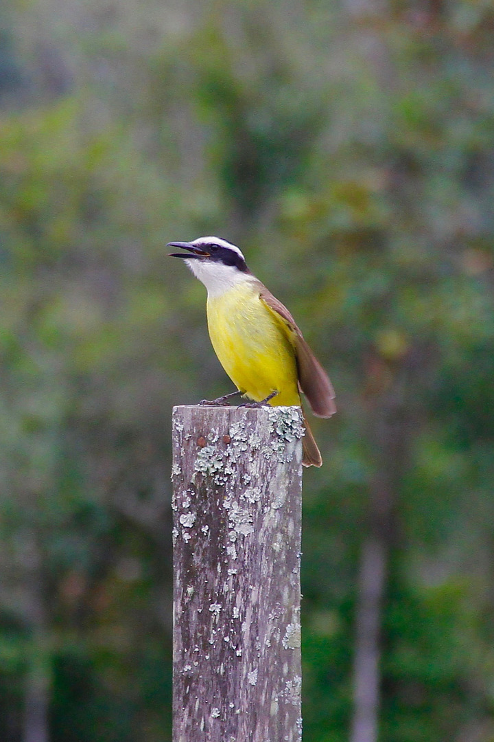 Foto bem-te-vi (Pitangus sulphuratus) Por Felipe Lemos | Wiki Aves - A ...
