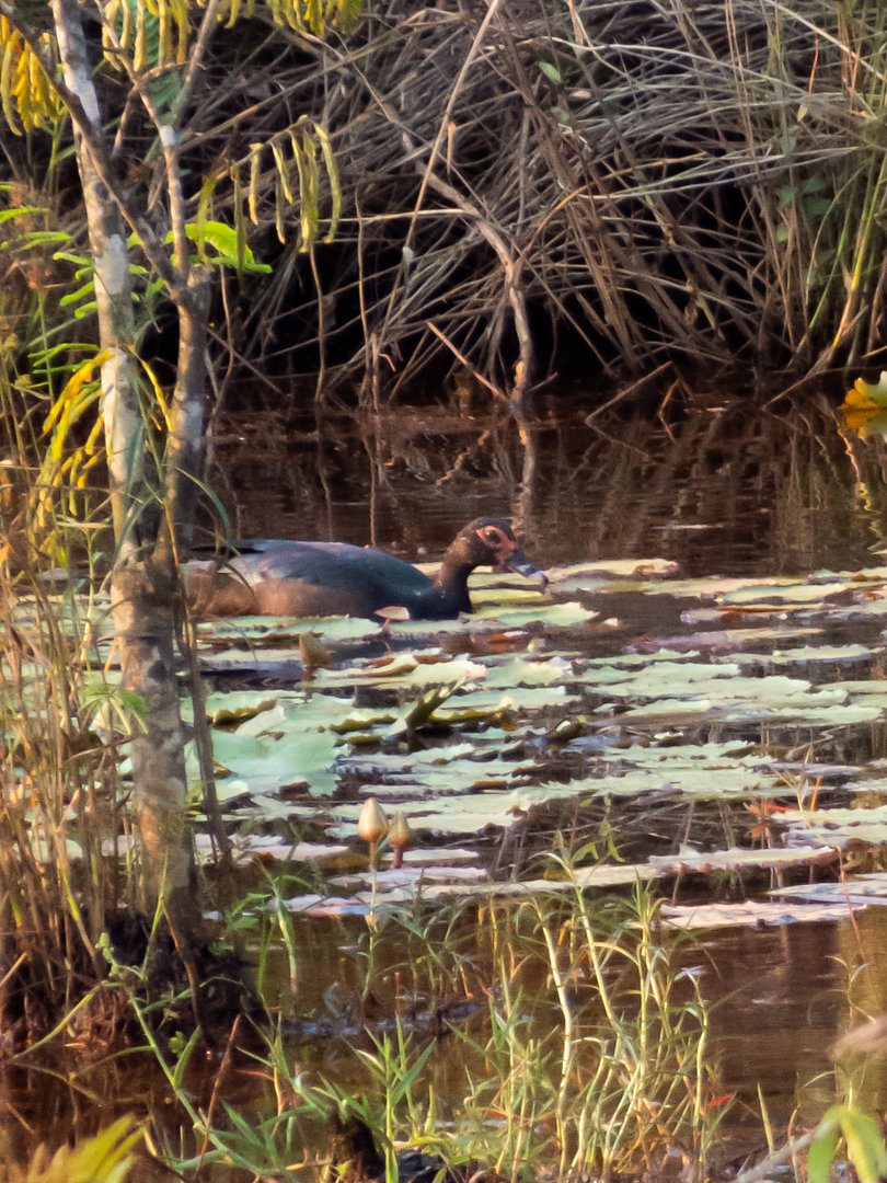 Foto pato-do-mato (Cairina moschata) Por Otávio Pereira | Wiki Aves - A ...