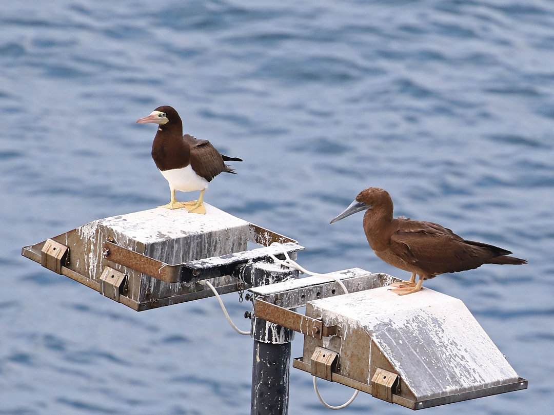 Foto atobá-pardo (Sula leucogaster) Por Carmen Lúcia Bays Figueiredo ...
