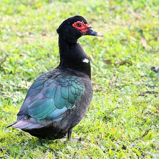 pato-do-mato (Cairina moschata) | WikiAves - A Enciclopédia das Aves do ...