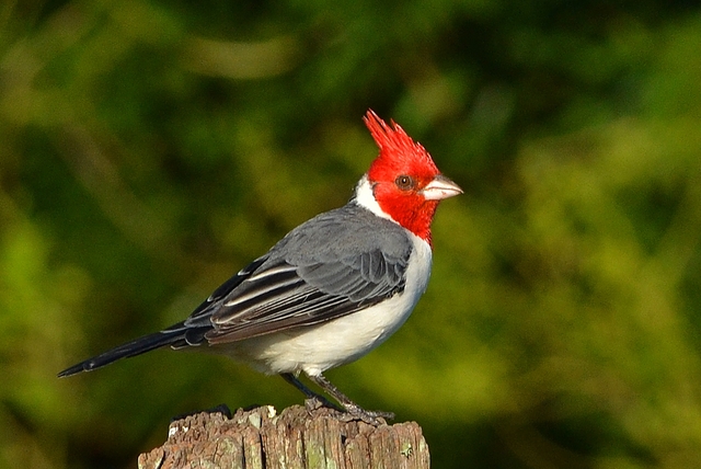 Foto cardeal (Paroaria coronata) Por Flavio Ronaldo | Wiki Aves - A ...