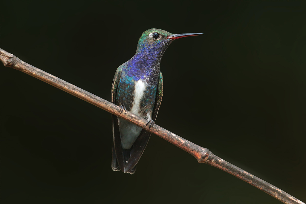 Foto beija-flor-de-peito-azul (Chionomesa lactea) Por Leonardo Casadei ...