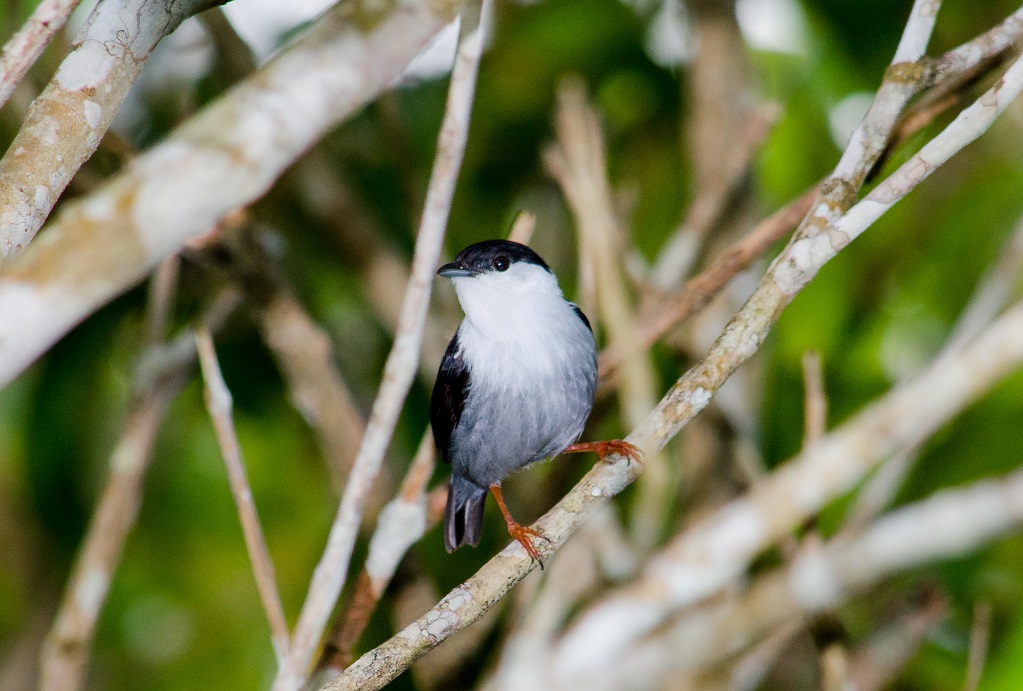 Foto rendeira (Manacus manacus) Por Allisson Cafeseiro | Wiki Aves - A ...