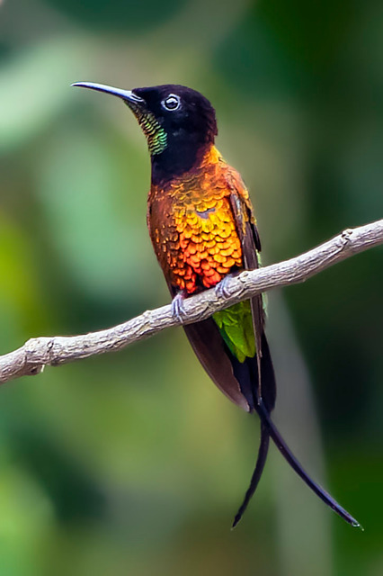 Foto topázio-de-fogo (Topaza pyra) Por Marco Guedes | Wiki Aves - A ...