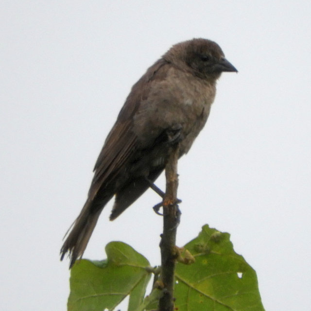 Foto chupim (Molothrus bonariensis) Por Herman Hensberge | Wiki Aves ...