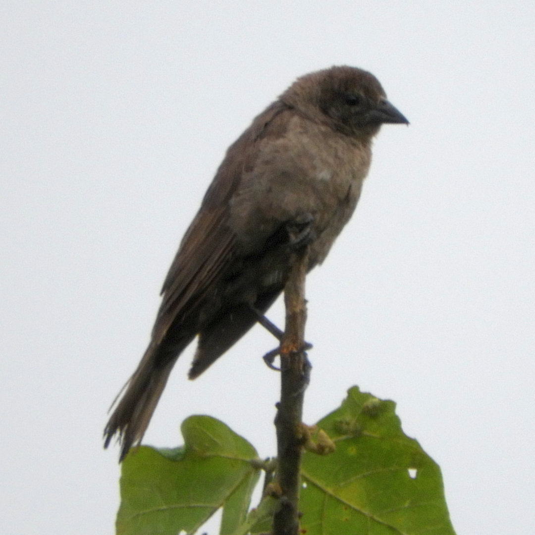 Foto chupim (Molothrus bonariensis) Por Herman Hensberge | Wiki Aves ...