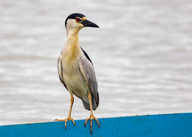 Foto socó-dorminhoco (Nycticorax nycticorax) Por Clarisse Odebrecht ...