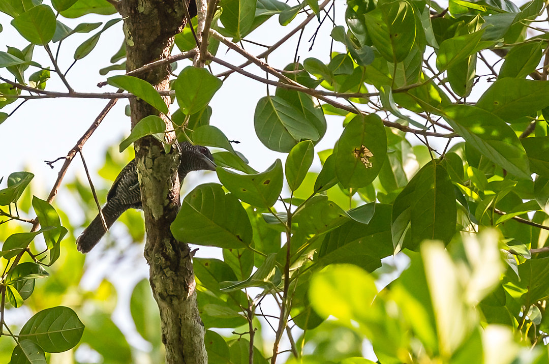 Foto papa-formiga-barrado (Cymbilaimus lineatus) Por Thelma Gatuzzo ...