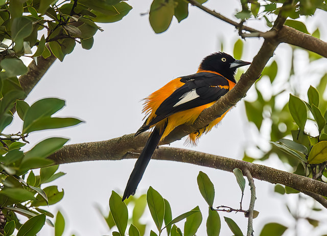 Foto corrupião (Icterus jamacaii) Por Mario Polidoro | Wiki Aves - A ...