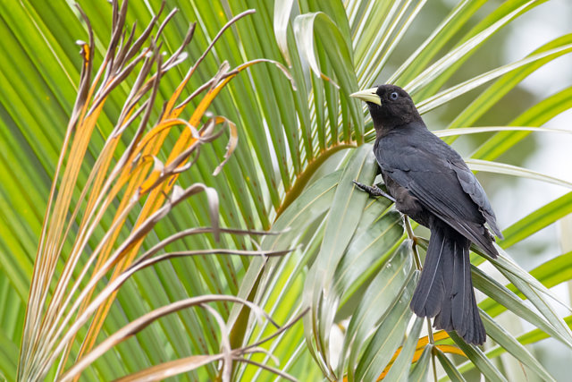 Foto guaxe (Cacicus haemorrhous) Por Solon Souza | Wiki Aves - A ...