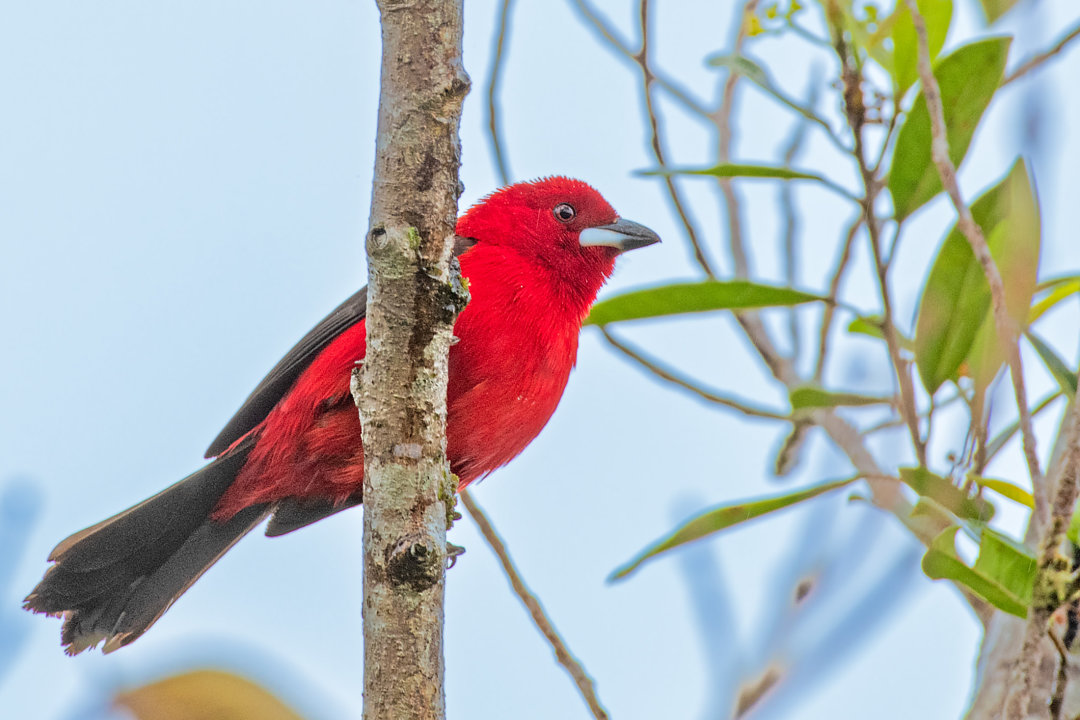 Foto tiê-sangue (Ramphocelus bresilia) Por Solon Souza | Wiki Aves - A ...