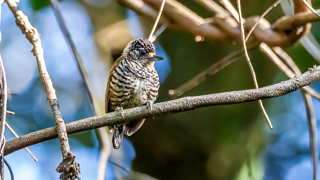 Foto picapauzinho-barrado (Picumnus cirratus) Por Valmiro Felippe ...