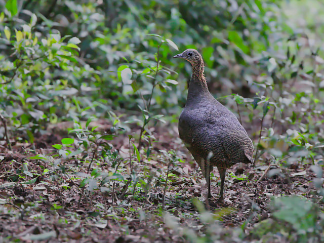 Foto macuco (Tinamus solitarius) Por Bjørn-einar Nilsen | Wiki Aves - A ...