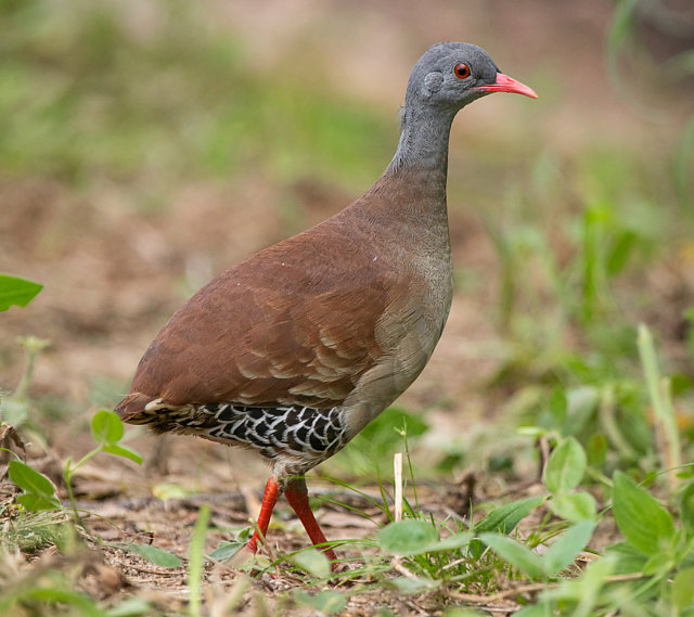 Foto inhambu-chororó (Crypturellus parvirostris) Por Alenilson ...