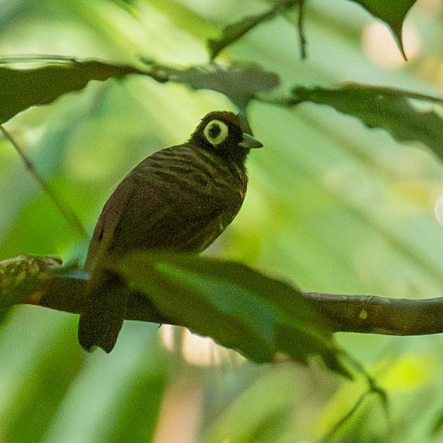 Foto mãe-de-taoca-arlequim (Rhegmatorhina berlepschi) Por Bulia Andrade ...