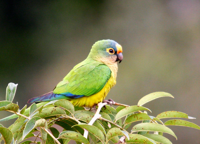Foto periquito-rei (Eupsittula aurea) Por Claudio Lopes | Wiki Aves - A ...